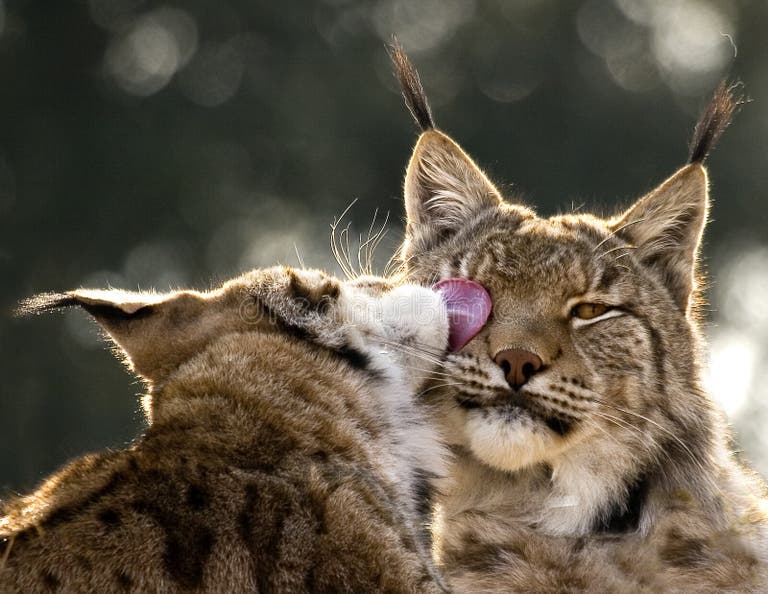 Boreal linx stock image. Image of lynx, lick, endangered - 572519