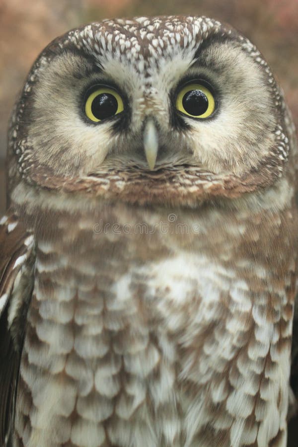Boreal owl stock image. Image of wood, sparrow, tree - 22828471