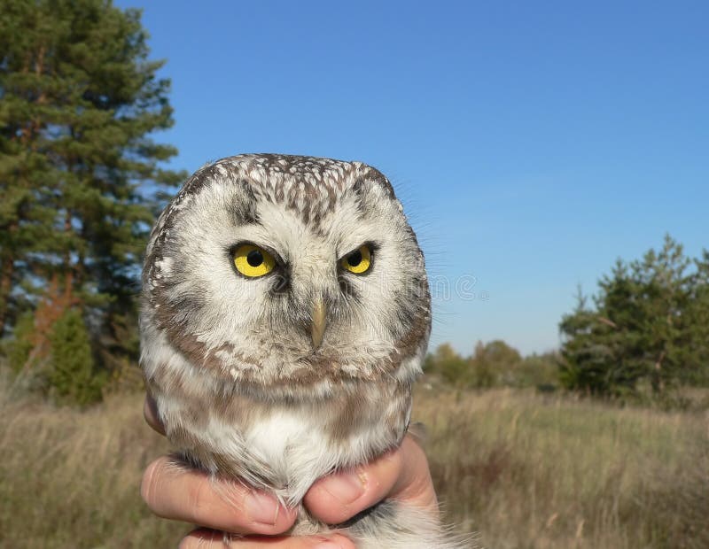 Boreal owl stock photo. Image of color, fine, eating, life - 7988604