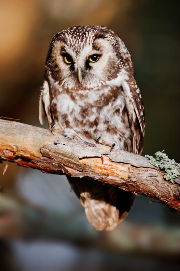 Boreal Owl (Aegolius Funereus) Stock Image - Image of woods, beak: 28215969