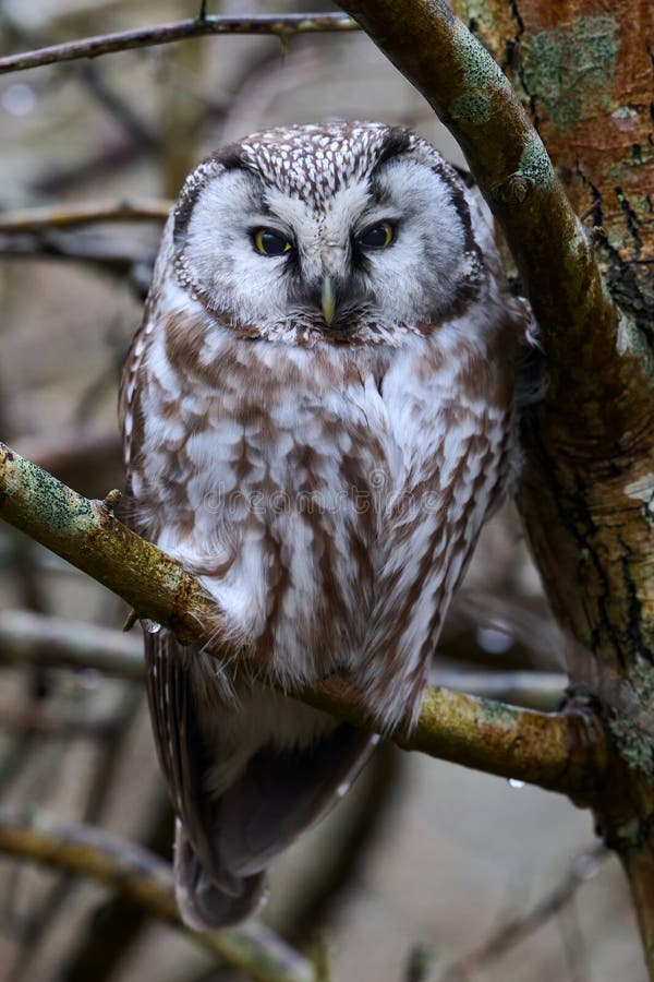 Boreal Owl (Aegolius Funereus) Stock Photo - Image of boreal, bird ...