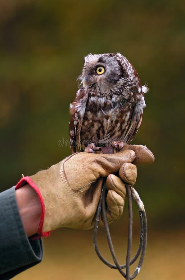 Boreal Owl on Handler S Fist Stock Photo - Image of animal, wise: 4384480