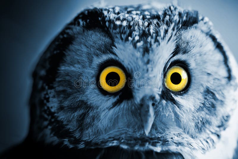 Infrared Owl Stock Photos - Free & Royalty-Free Stock Photos from ...
