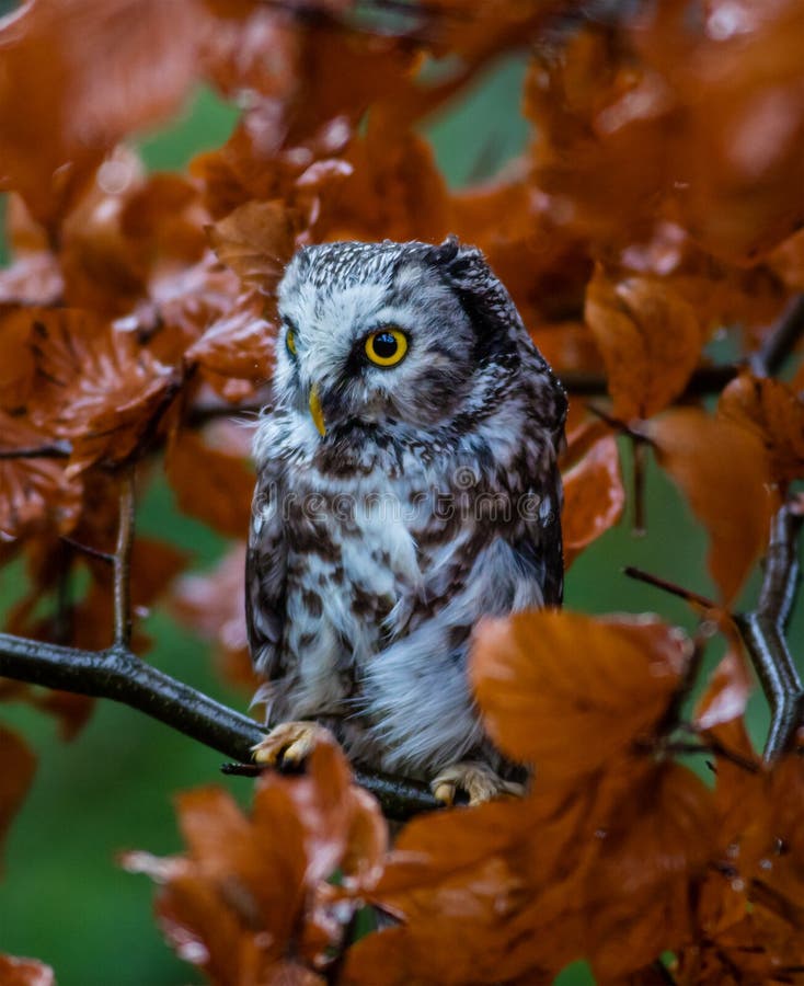 Boreal Owl in the Orange Larch Autumn Tree Stock Image - Image of ...