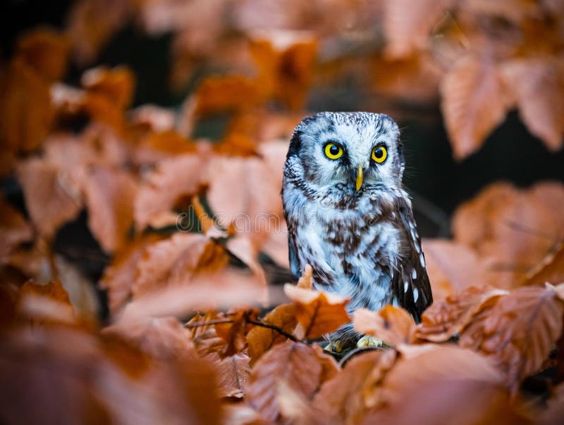 Boreal Owl in the Orange Larch Autumn Tree. Stock Photo - Image of fall ...