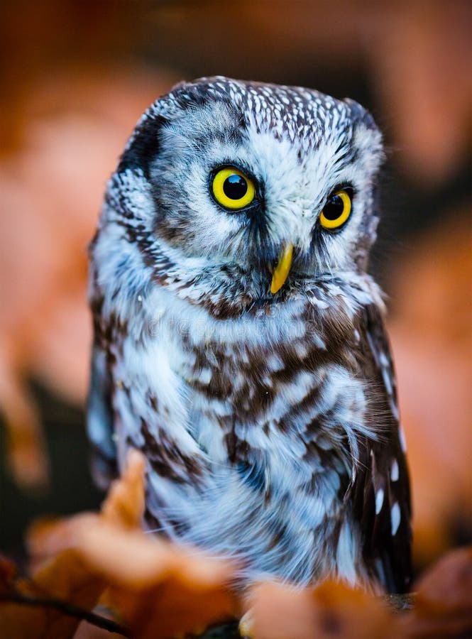 Boreal Owl in the Orange Larch Autumn Tree. Stock Image - Image of ...