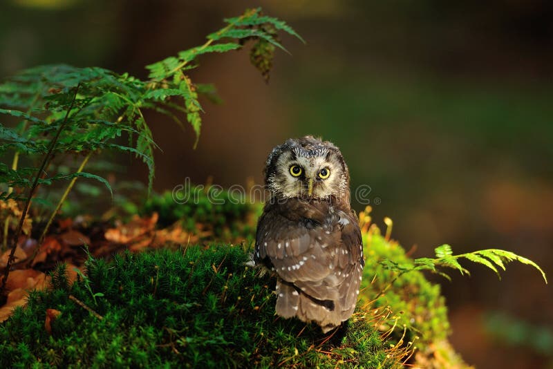 Boreal Owl Standing on the Moss Stock Image - Image of feather ...