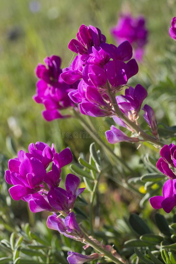 Boreal Sweet Vetch stock photo. Image of growth, flowering - 113825298