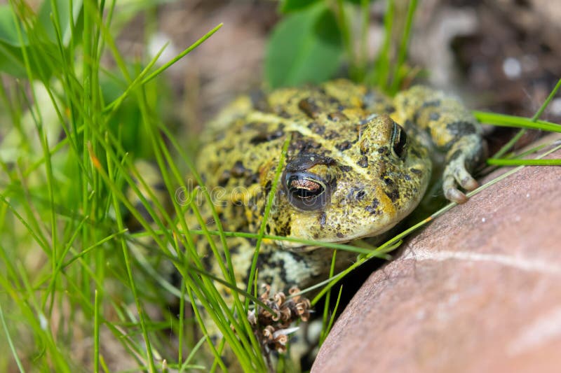 Boreal Toad is Sitting in Grass at the Rock in the Summer Garden Stock ...