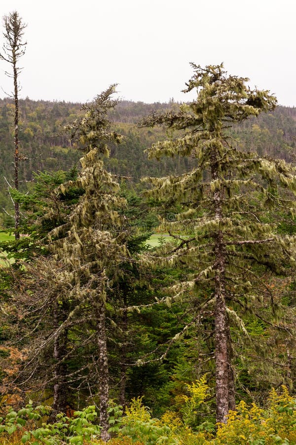 Boreal trees stock image. Image of goldenrod, north, boreal - 92378455