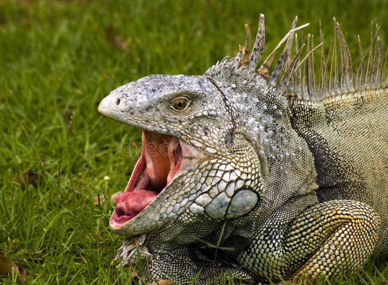 Mouse stock image. Image of furry, rodent, face, cute - 1138939