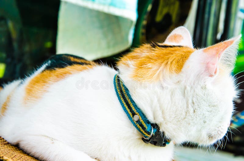 Bored cat stock photo. Image of closeup, animal, cute - 61130522