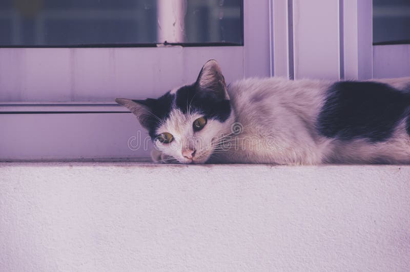 Bored cat stock photo. Image of feline, bored, kitty - 87320976