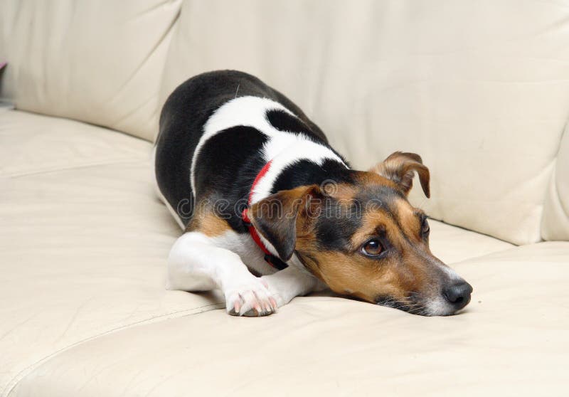 Bored dog stock image. Image of bored, domestic, tired - 2116711
