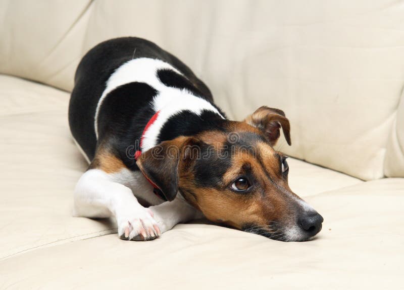 Bored dog stock image. Image of soft, bored, black, domestic - 2116751