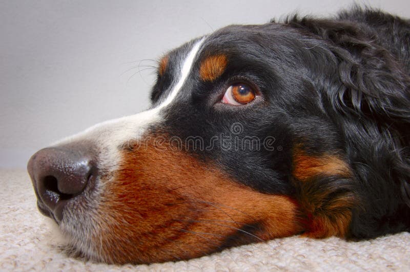 Bored dog stock image. Image of doleful, facial, breed - 2707085