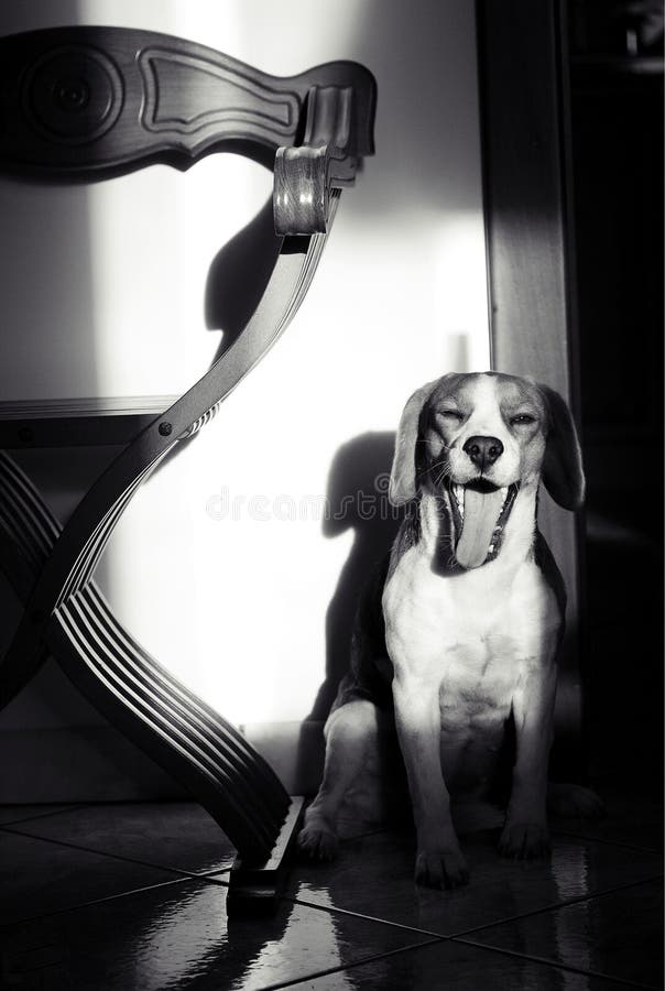 Bored dog stock image. Image of shot, happy, funny, beagle - 29346745