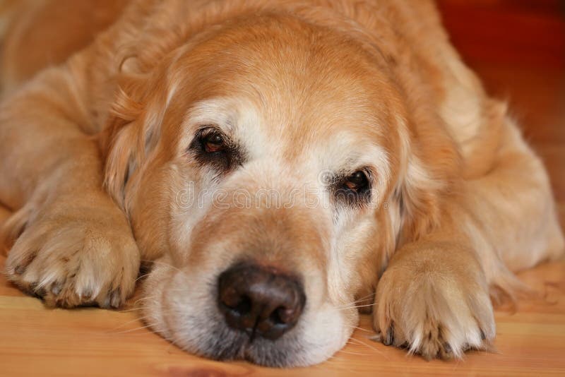 Bored dog stock image. Image of faithful, love, health - 4735321