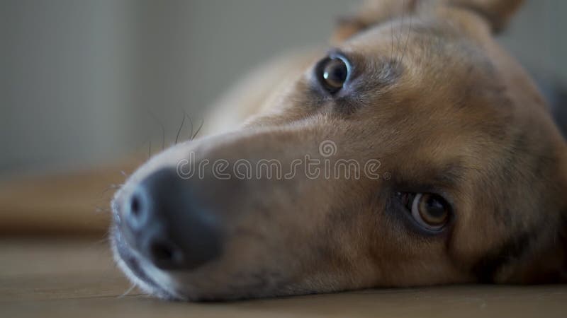 Bored Dog Has a Rest on the Floor Stock Footage - Video of puppy, lying ...