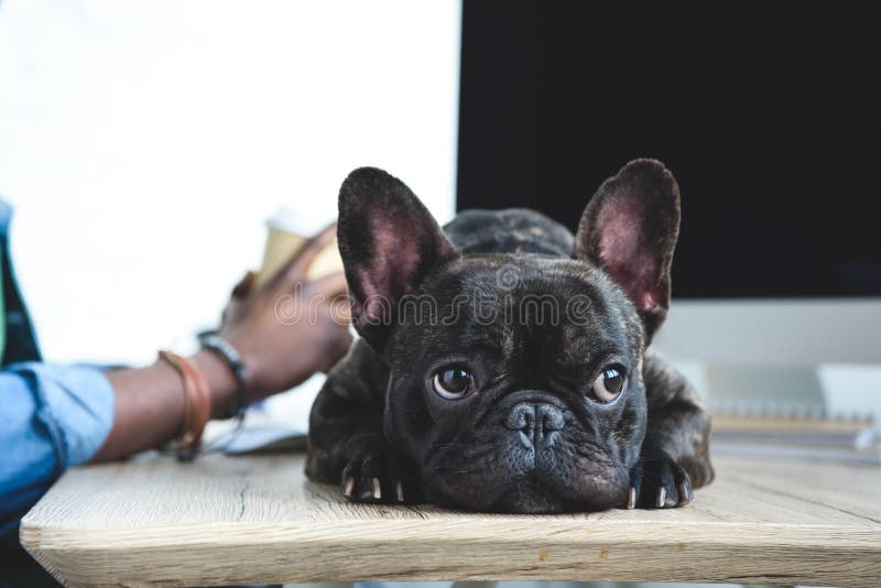 Bored Dog Waiting for African American Man Stock Image - Image of ...