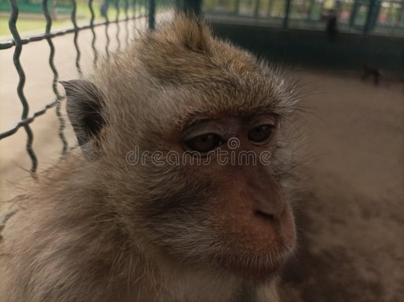 Bored face monkey stock image. Image of bored, monkey - 243365943