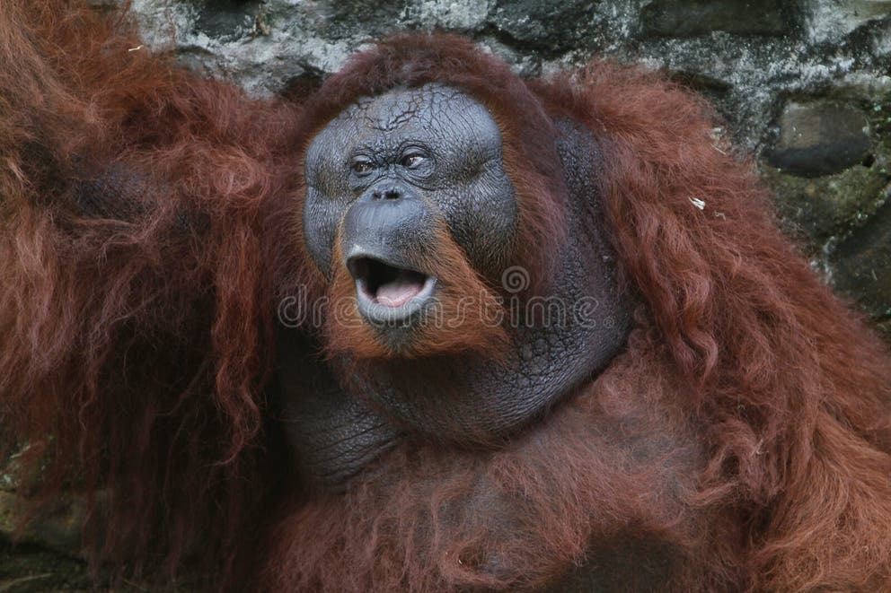 Bored stock image. Image of boring, bored, monkey, indonesia - 305493707