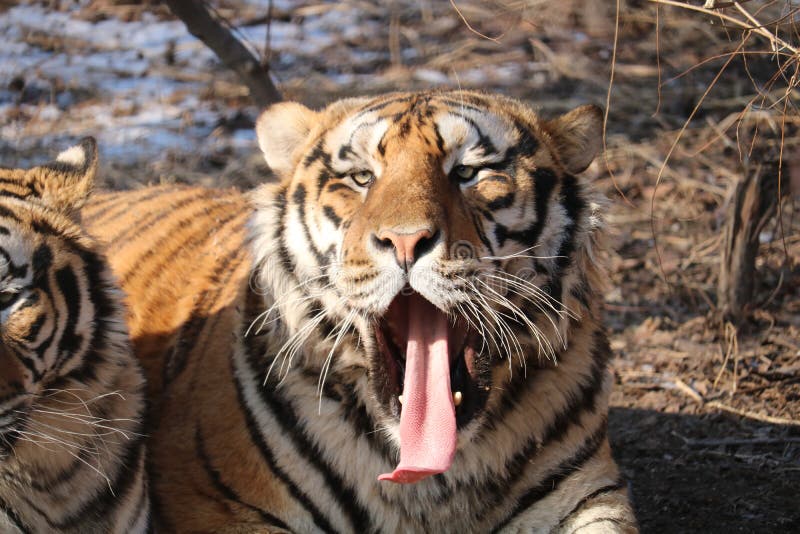 Bored and hunger tiger stock photo. Image of hunger - 251020956