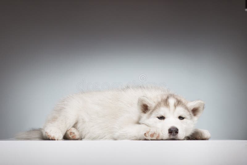 Bored husky puppy laying stock photo. Image of puppy - 73661860