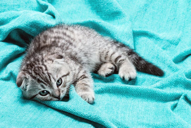 Bored kitten stock photo. Image of relax, lying, scottish - 40742458