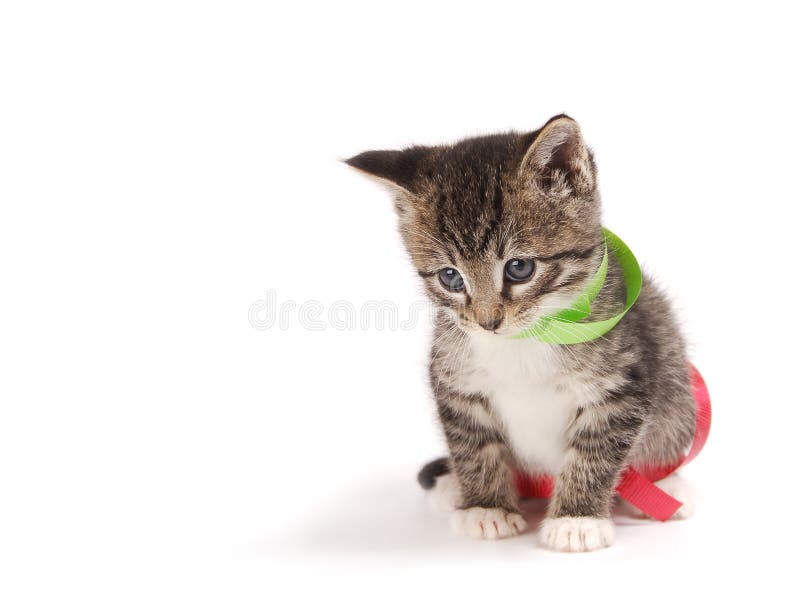 Bored kitty with ribbons. stock image. Image of ribbon - 7509913