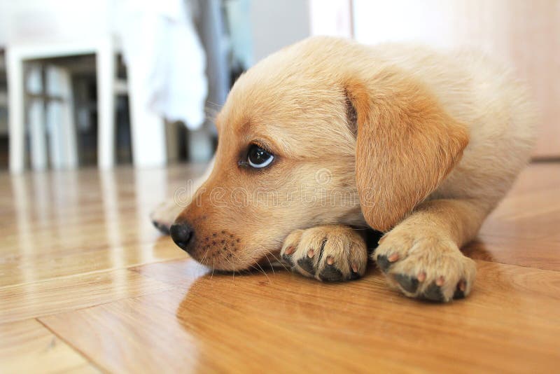 Aburrimiento Stock Photos - Free & Royalty-Free Stock Photos from ...