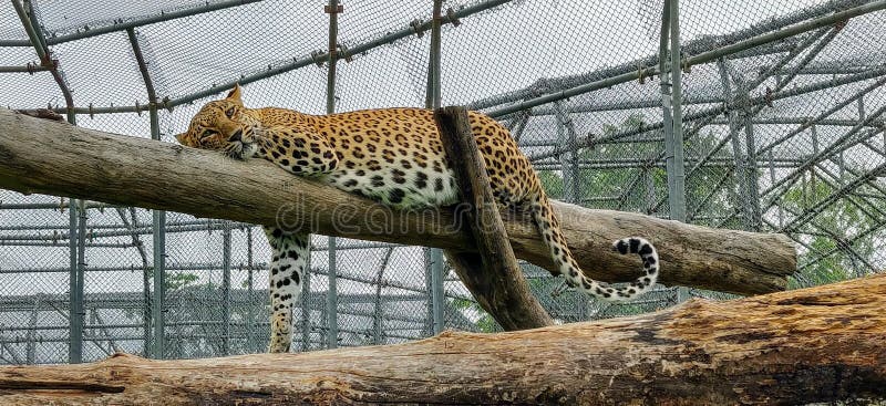 Bored leopard in zoo stock photo. Image of leopard, tourism - 158824040