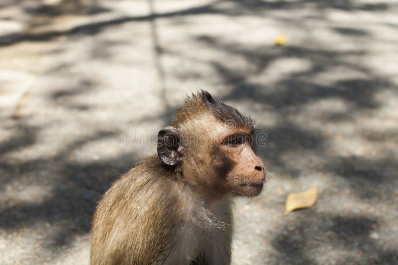 A Bored Monkey in a Daze in the Sun. Stock Image - Image of hanging ...