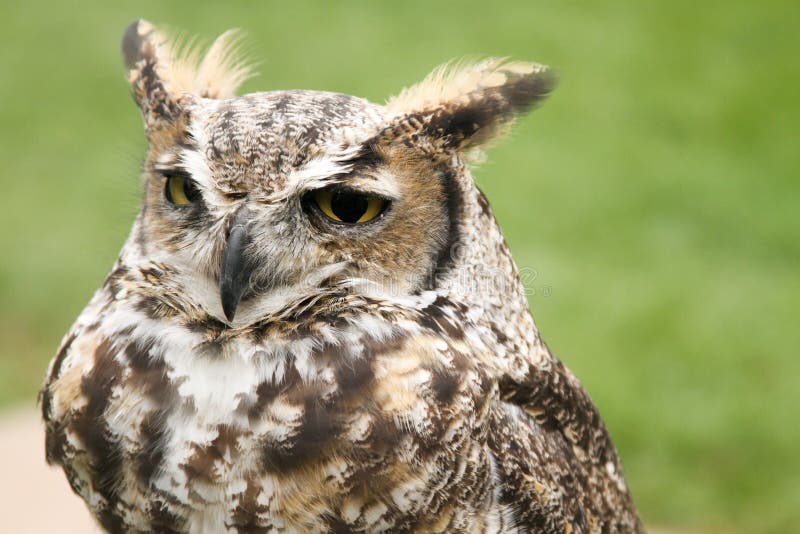 Bored Owl Calmly Looking Around Its Surroundings Stock Photo - Image of ...