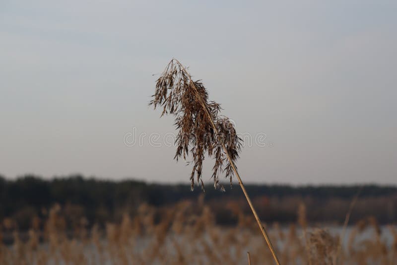 Alone plant in spring stock photo. Image of plant, spring - 177502842