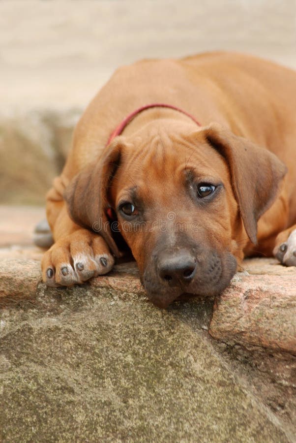 Bored puppy stock image. Image of beautiful, canine, cute - 4499399