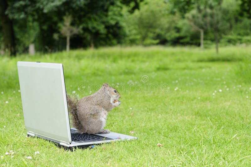 215 Computer Squirrel Stock Photos - Free & Royalty-Free Stock Photos ...