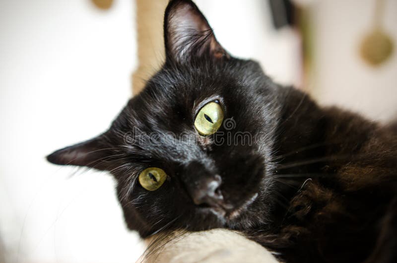 Het oog van de zwarte kat stock afbeelding. Image of kwaad - 66660753