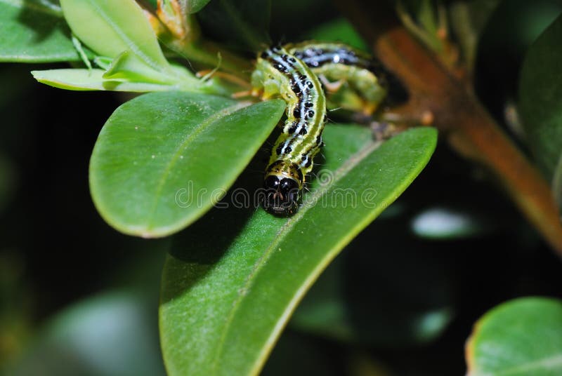 Borer boxwood stock image. Image of background, insects - 31434235