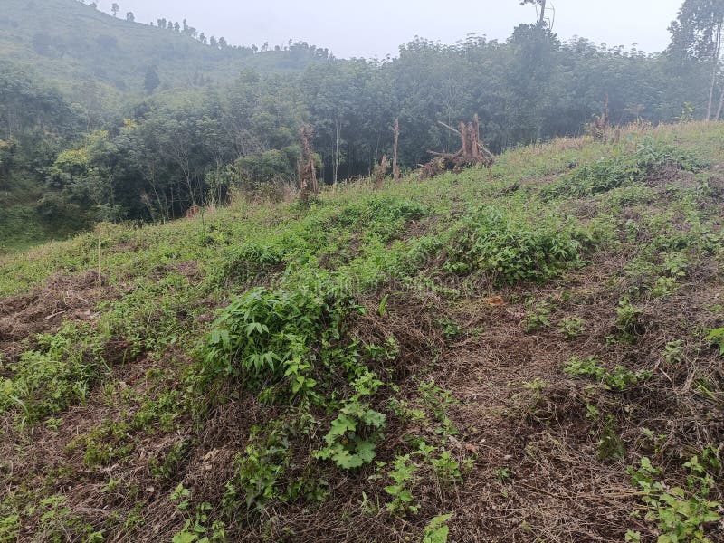 Borgaon stock image. Image of area, plantations, garden - 337661757