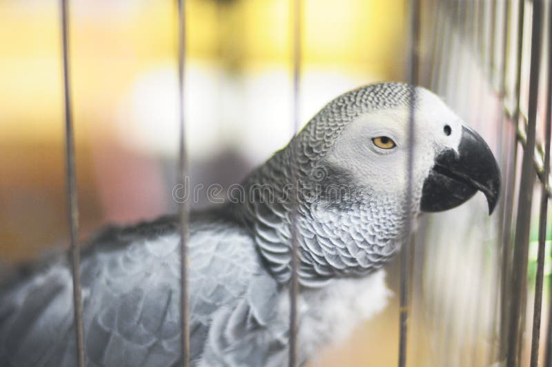 African Grey Parrot, Boring, Pet, Bird, Animals Stock Image - Image of ...
