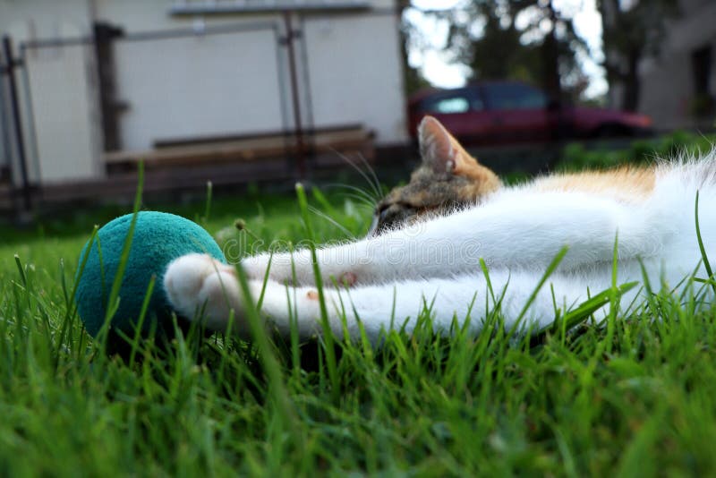 A Boring Kitten Playing with Some Ball in Lying Position. a Maximal ...