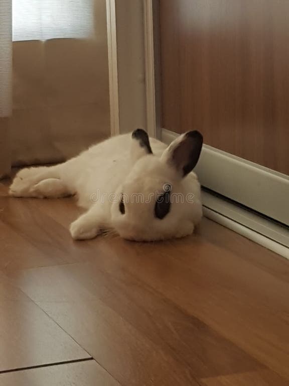 Boring stock image. Image of rabbit, sleep, bunny, boring - 147088817