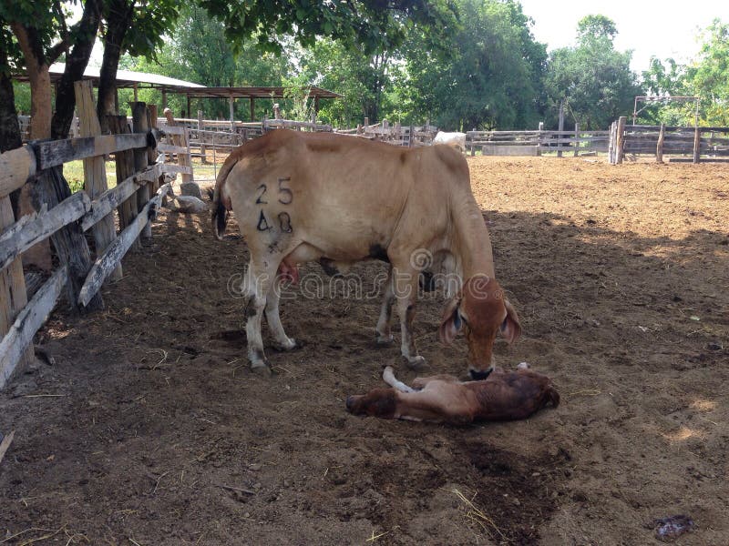 Born baby brahman. stock image. Image of ranch, born - 53812813