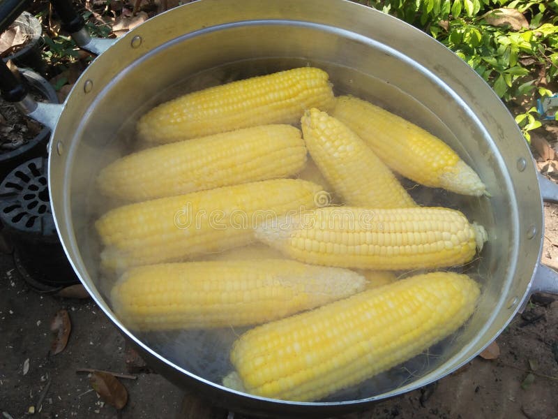 Born Corn stock image. Image of sell, blackgroup, corn - 141825177