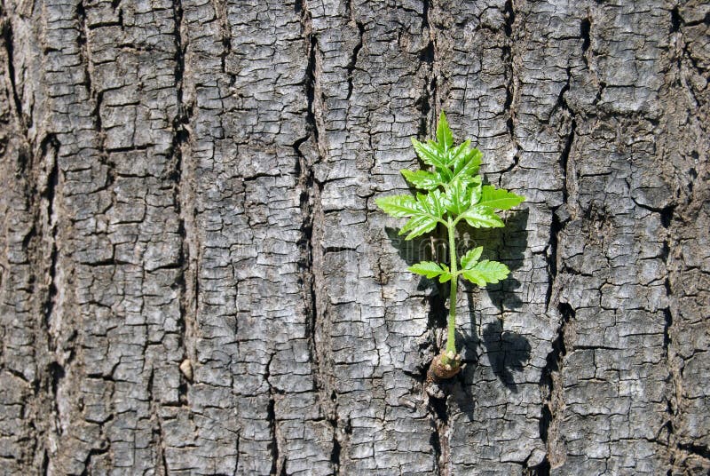 Born nature stock image. Image of green, born, tree, forest - 67866029