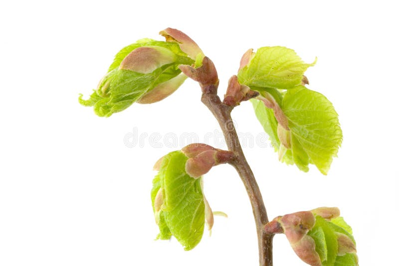 The Born of New Life in the Spring Stock Photo - Image of still, tree ...