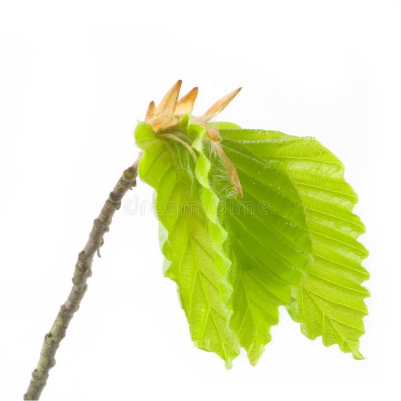 New Leaf stock image. Image of head, yellowish, spring, leaf - 53141