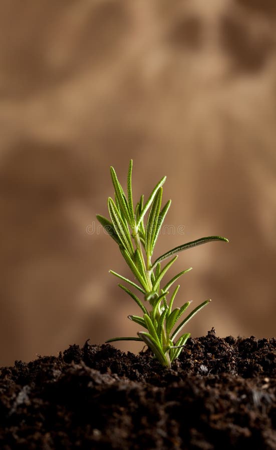 Born of a Rosemary plant stock photo. Image of plant - 14257846