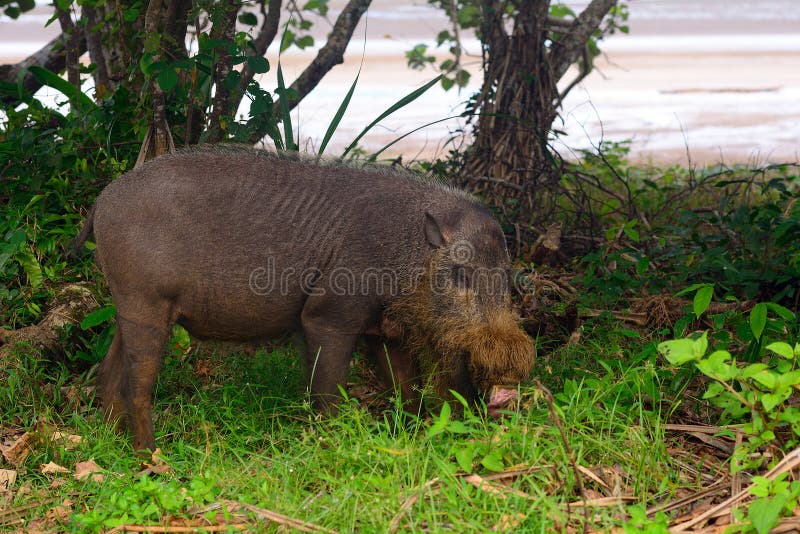 Bornean Bearded Pig, Bako National Park, Borneo Stock Photo - Image of ...